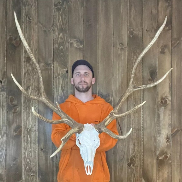 Fake Deer Skull - Etsy