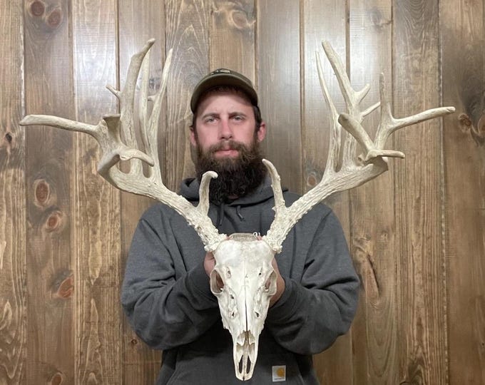 Tall Typical 180” Real Whitetail Skull 20pt Antler Horn Deer Taxidermy ...