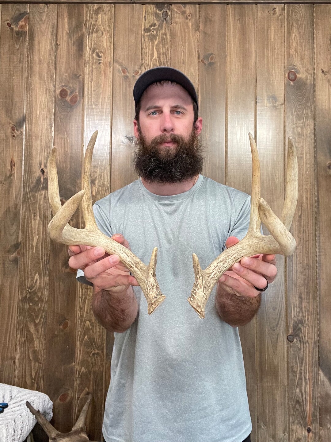Dark Mini 8pt Whitetail Cut Antler Horn Deer Mount Taxidermy Rack Man ...