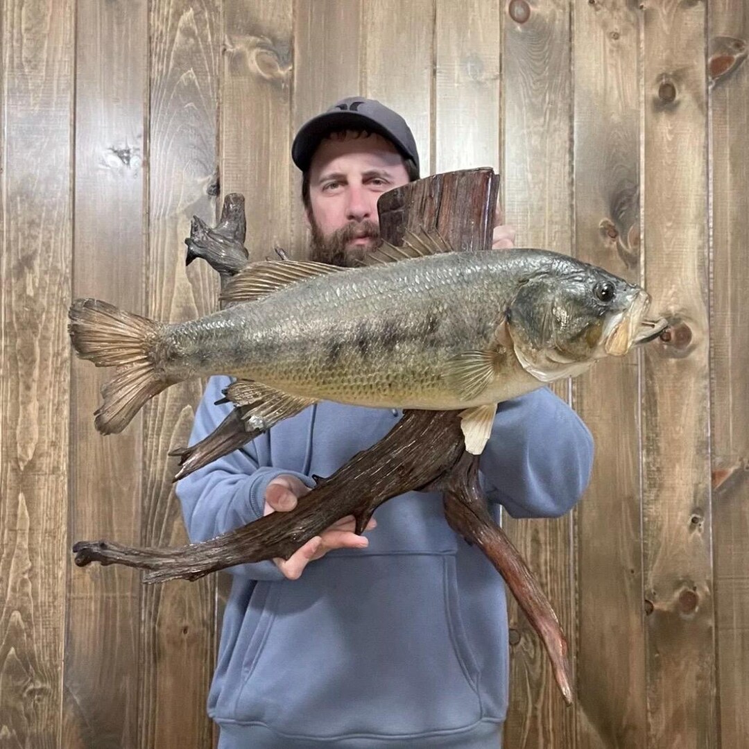 Vintage 22 Largemouth Bass Real Skin Fish Mount Man Cave Cabin Decor ...