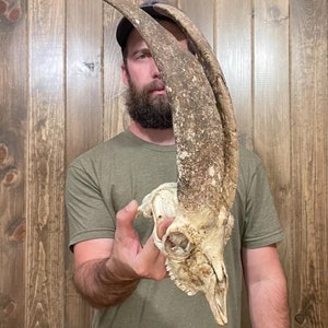 Weathered Exotic Ibex Skull Horn Mount Taxidermy Man Cave Cabin Sheep ...