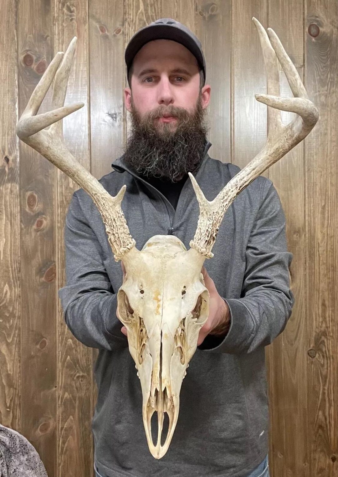Mini Weathered Real 8pt Whitetail Skull Antler Horn Deer Mount ...