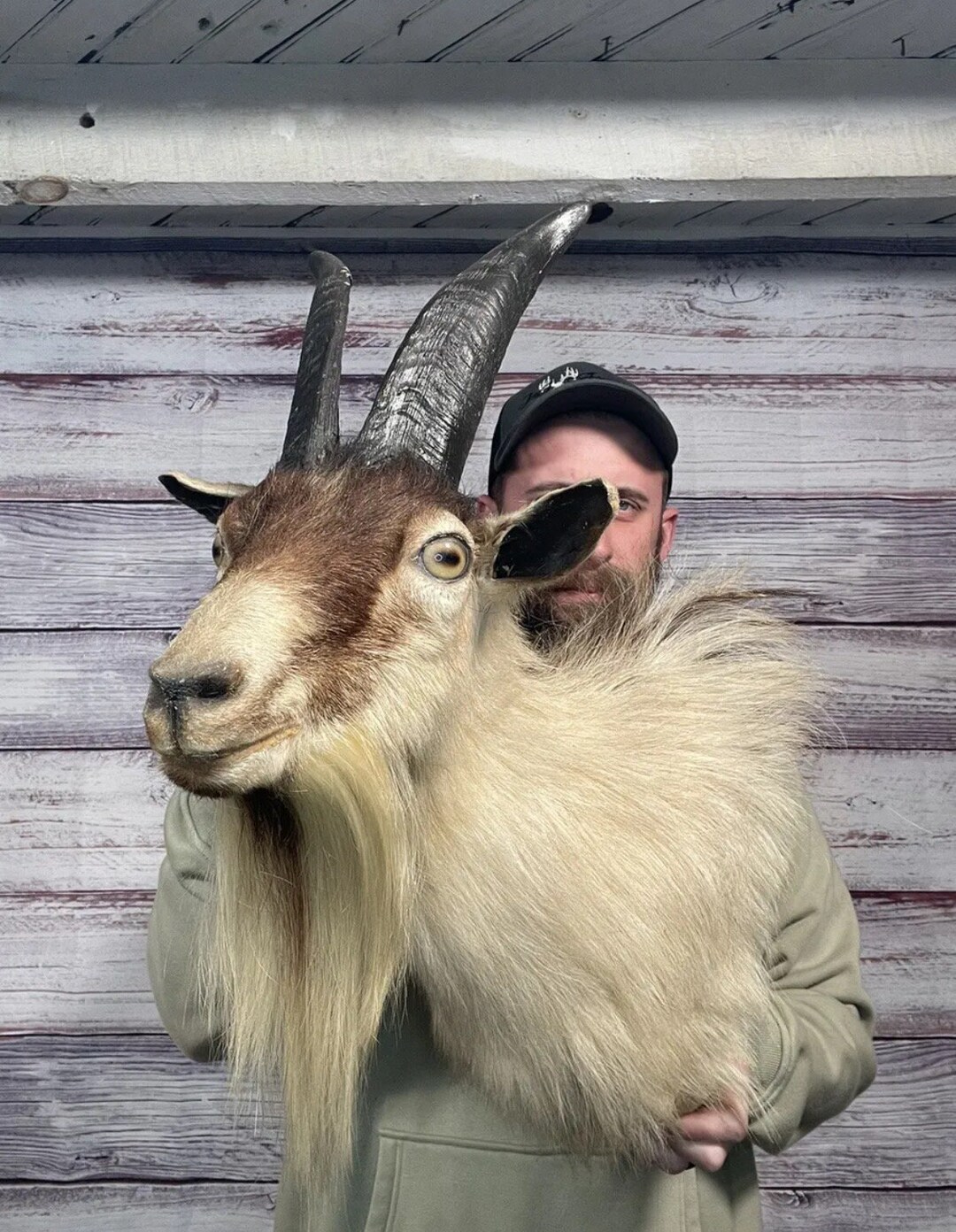 Rough Bad Vintage Exotic Goat Shoulder Mount Horn Taxidermy - Etsy