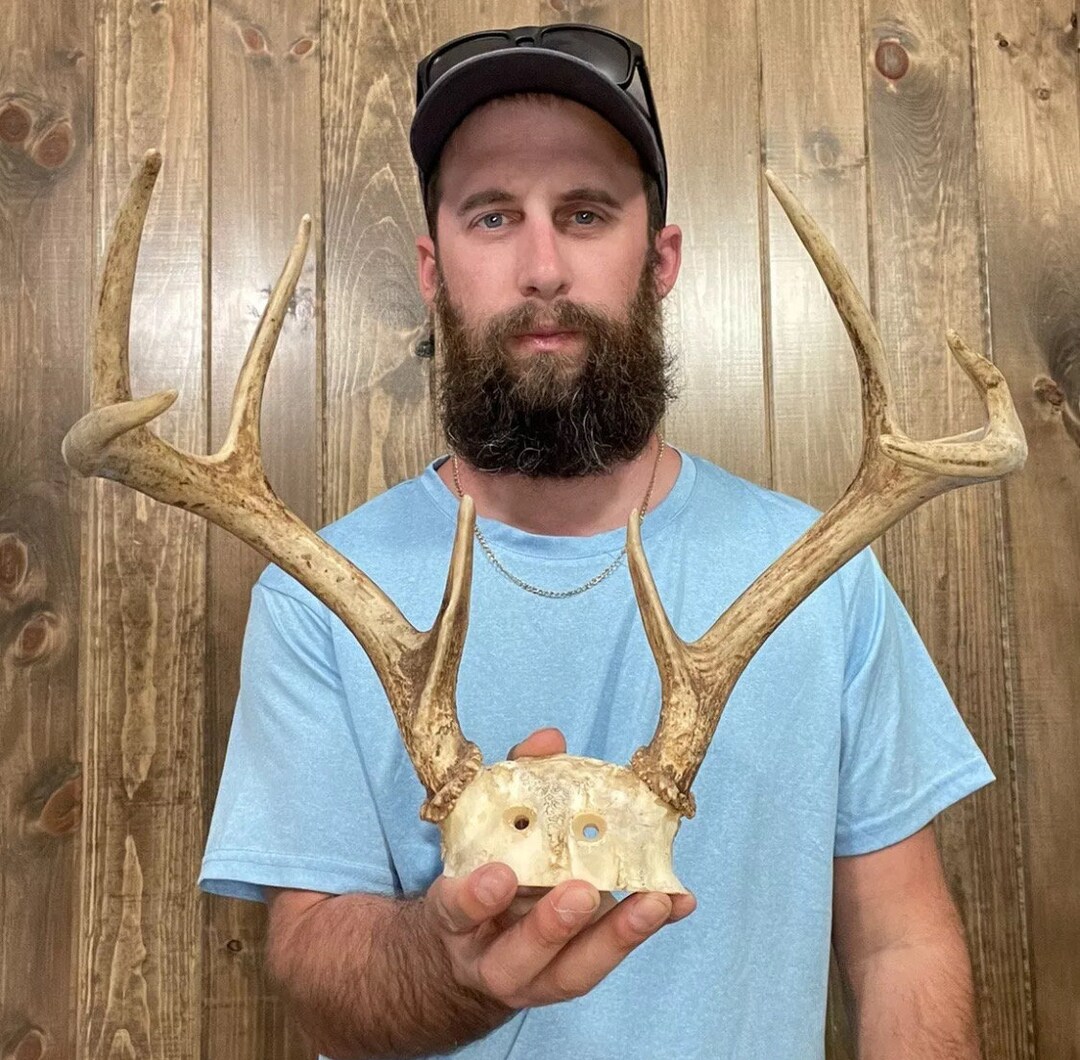 Dark Fat Mini 8pt Whitetail Skull Cap Antler Horn Deer Taxidermy Rack ...