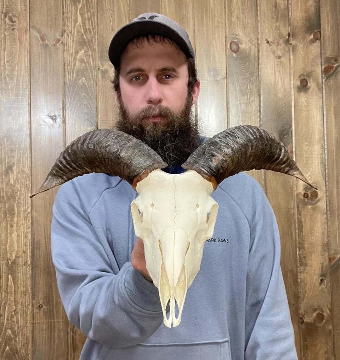 Beautiful Full Curl Exotic Ram Skull Horn Mount Taxidermy Man Cave ...
