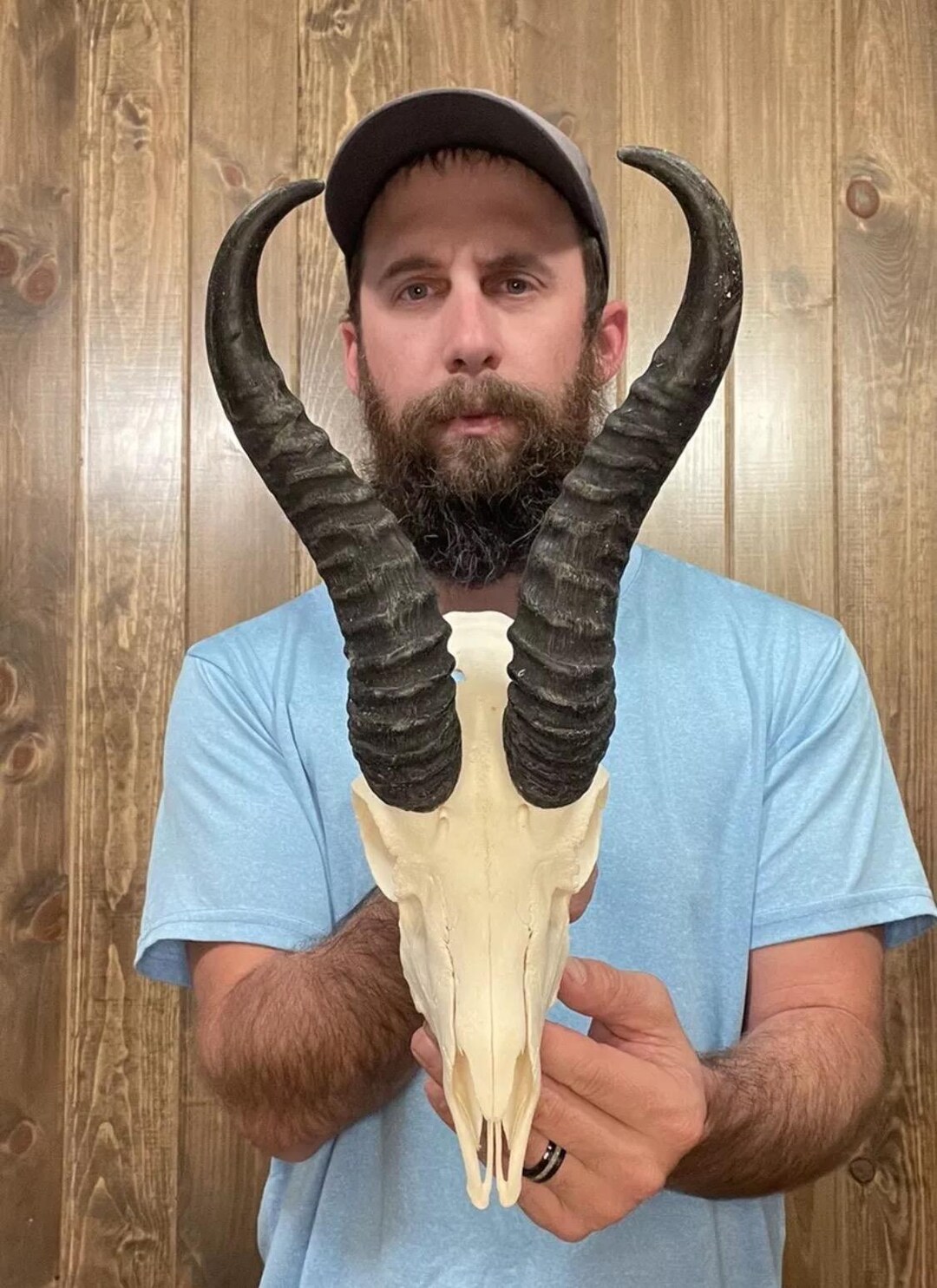 Real African Male Springbok Skull Horn Mount Taxidermy Man Cave Cabin ...