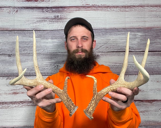 Dark Tall Perfect 8pt Whitetail Cut Antler Horn Deer Mount Taxidermy ...