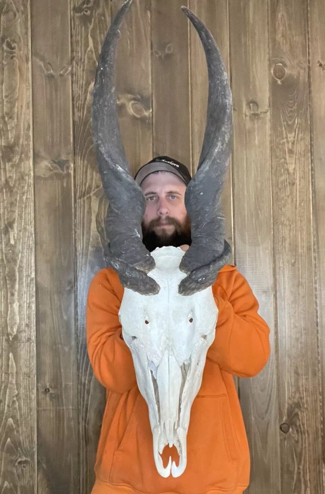 Big Real African Eland Skull 23 Horn Mount Taxidermy Man Cave Cabin ...