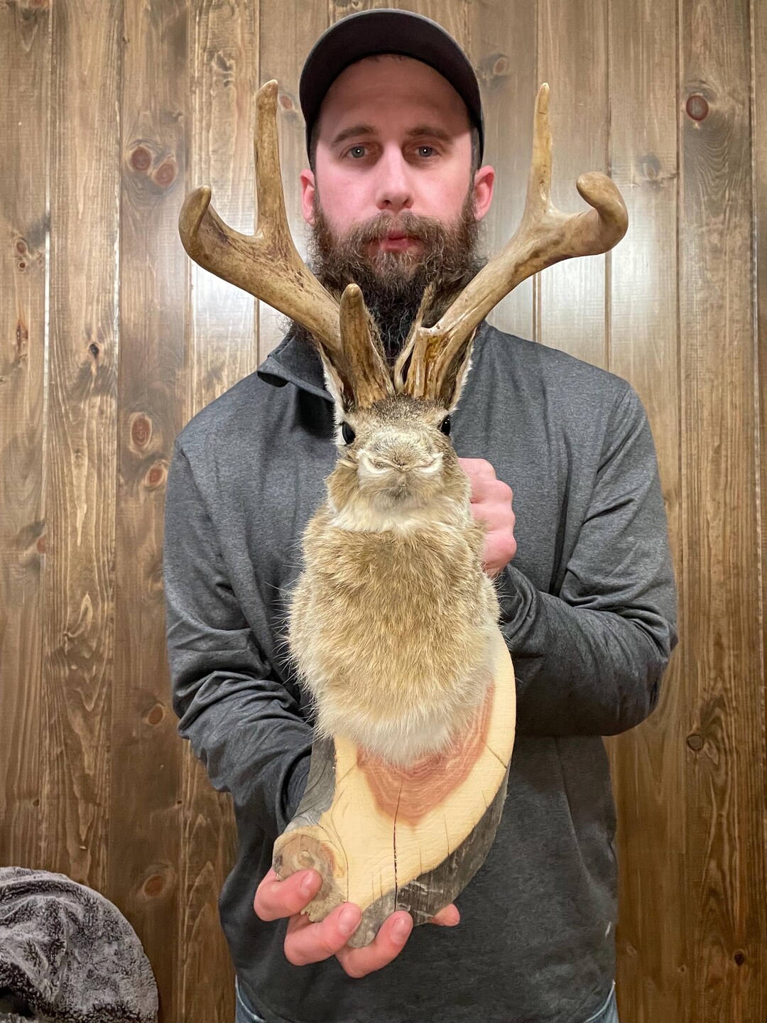 Beautiful Jackalope Shoulder Mount Antler Horn Taxidermy Mammal Man ...