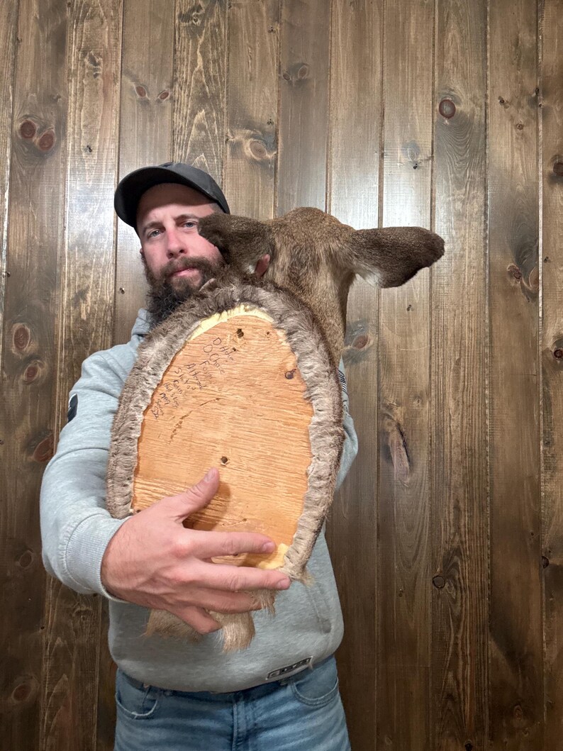 Decent Vintage Whitetail Doe Shoulder Mount Antler Horn Deer Taxidermy ...