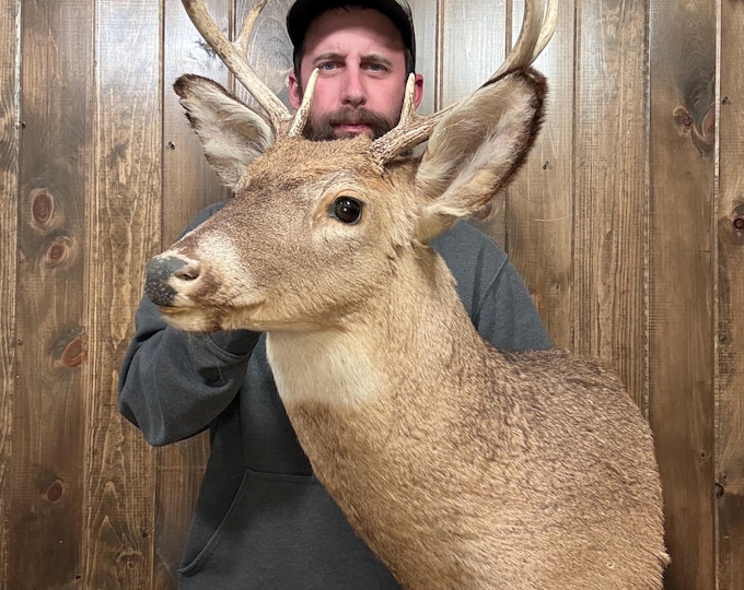 Decent Vintage 8pt Whitetail Deer Shoulder Mount Antler Horn Deer ...
