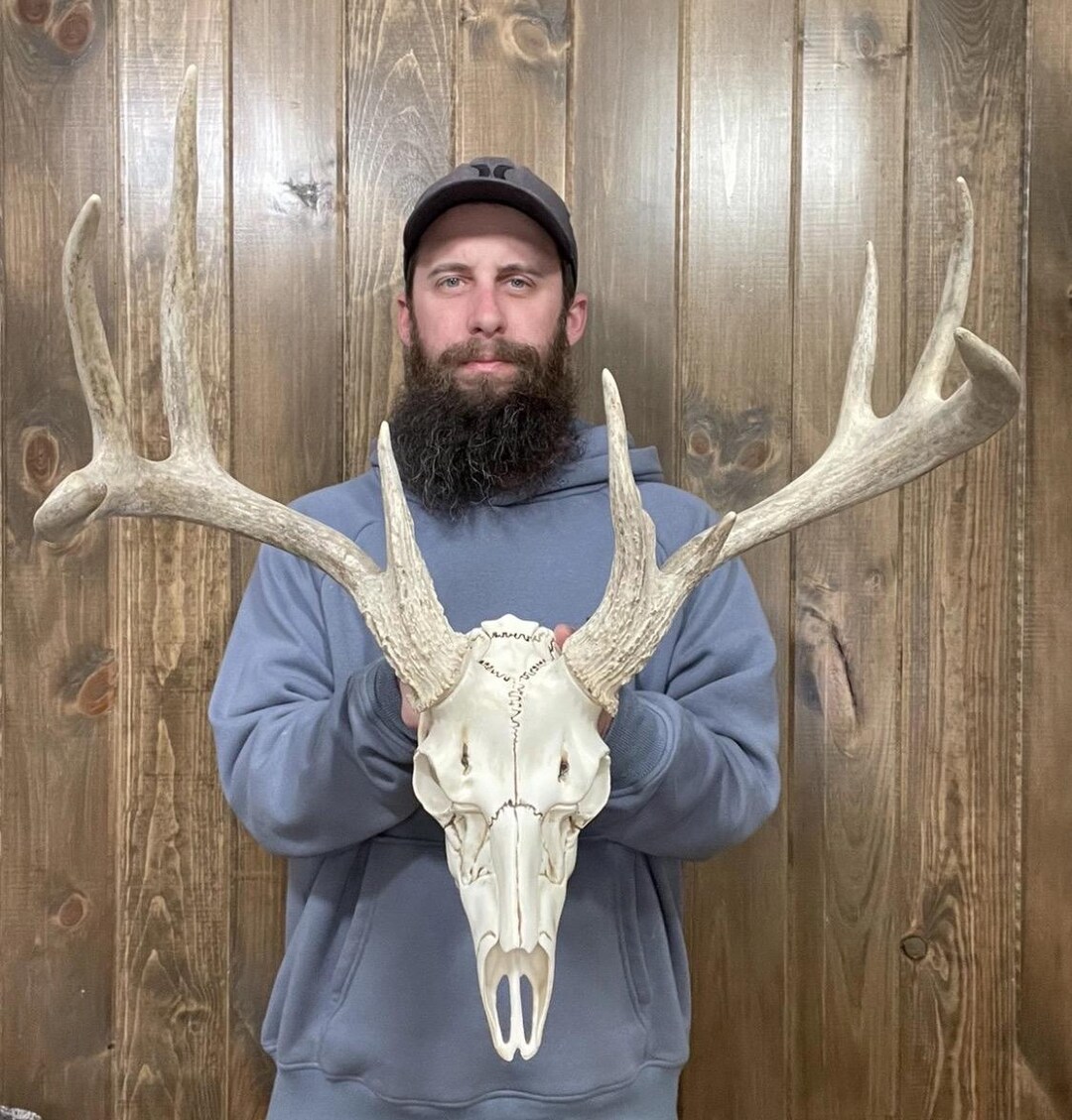 Nice Big Freak 10pt Whitetail Antler Horn Deer Fake Skull Mount ...