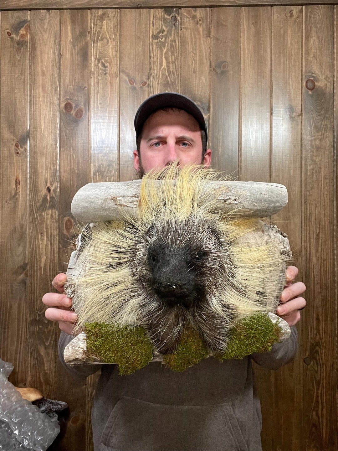 Beautiful Porcupine Shoulder “den” Mount Taxidermy Mammal Man Cave ...