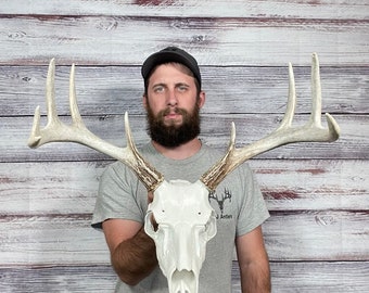 Fake Deer Skull - Etsy