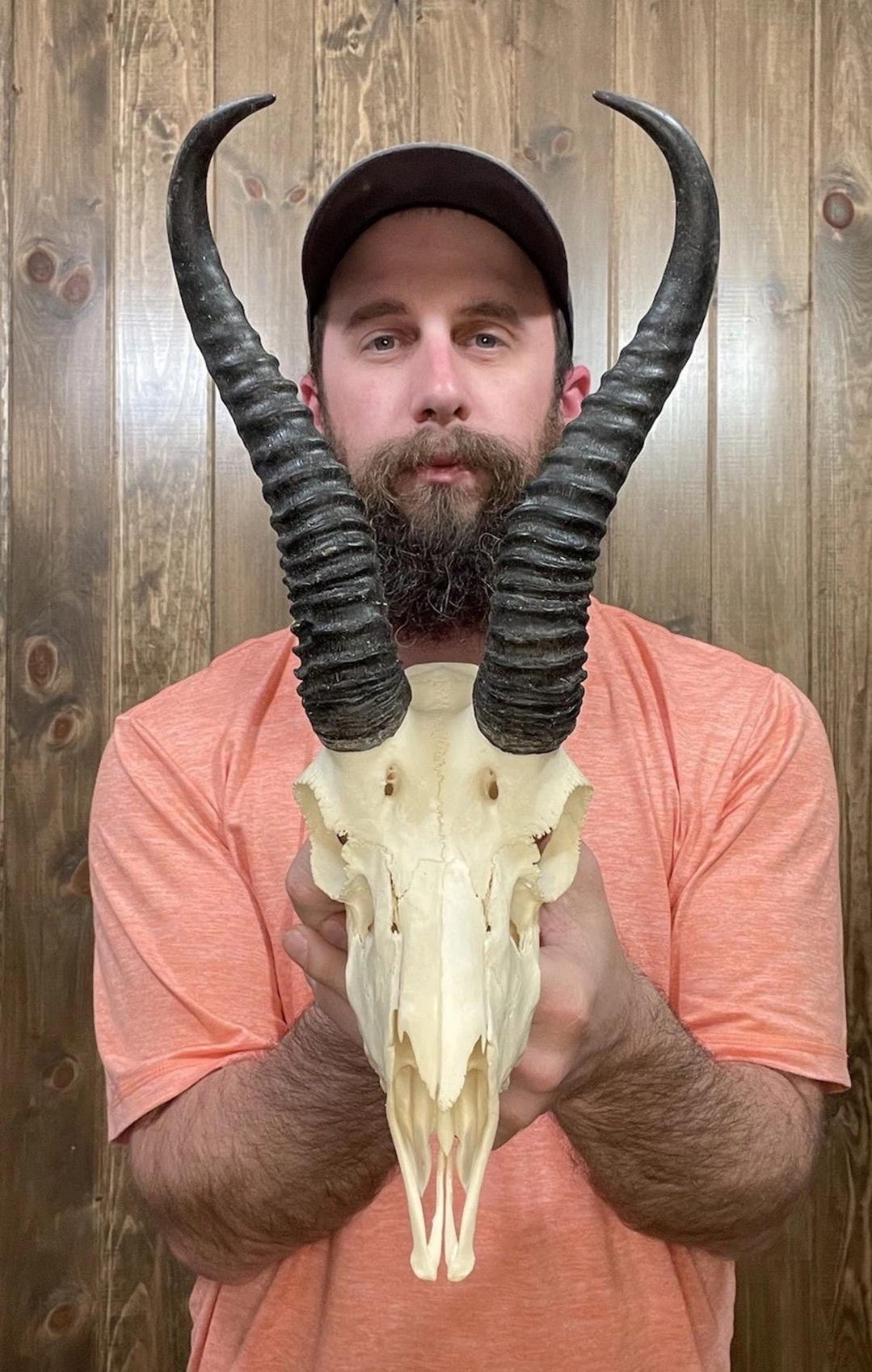 Real African Male Springbok Skull Horn Mount Taxidermy Man Cave Cabin ...