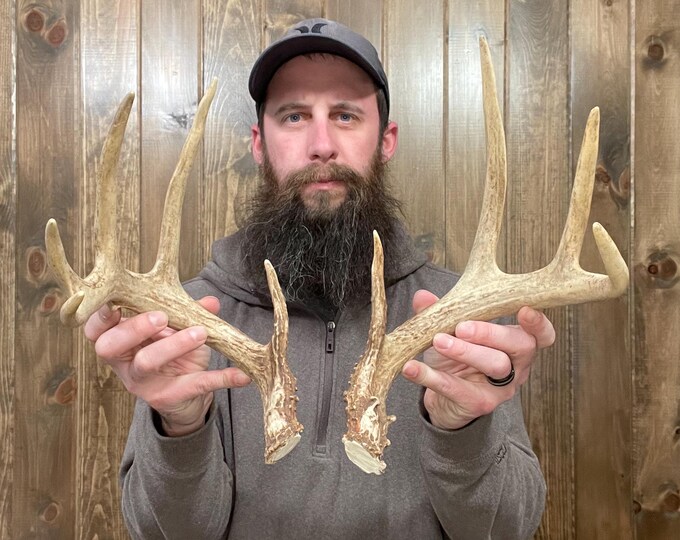 Dark Fat 9pt Whitetail Cut Antler Horn Deer Mount Taxidermy Rack Man ...