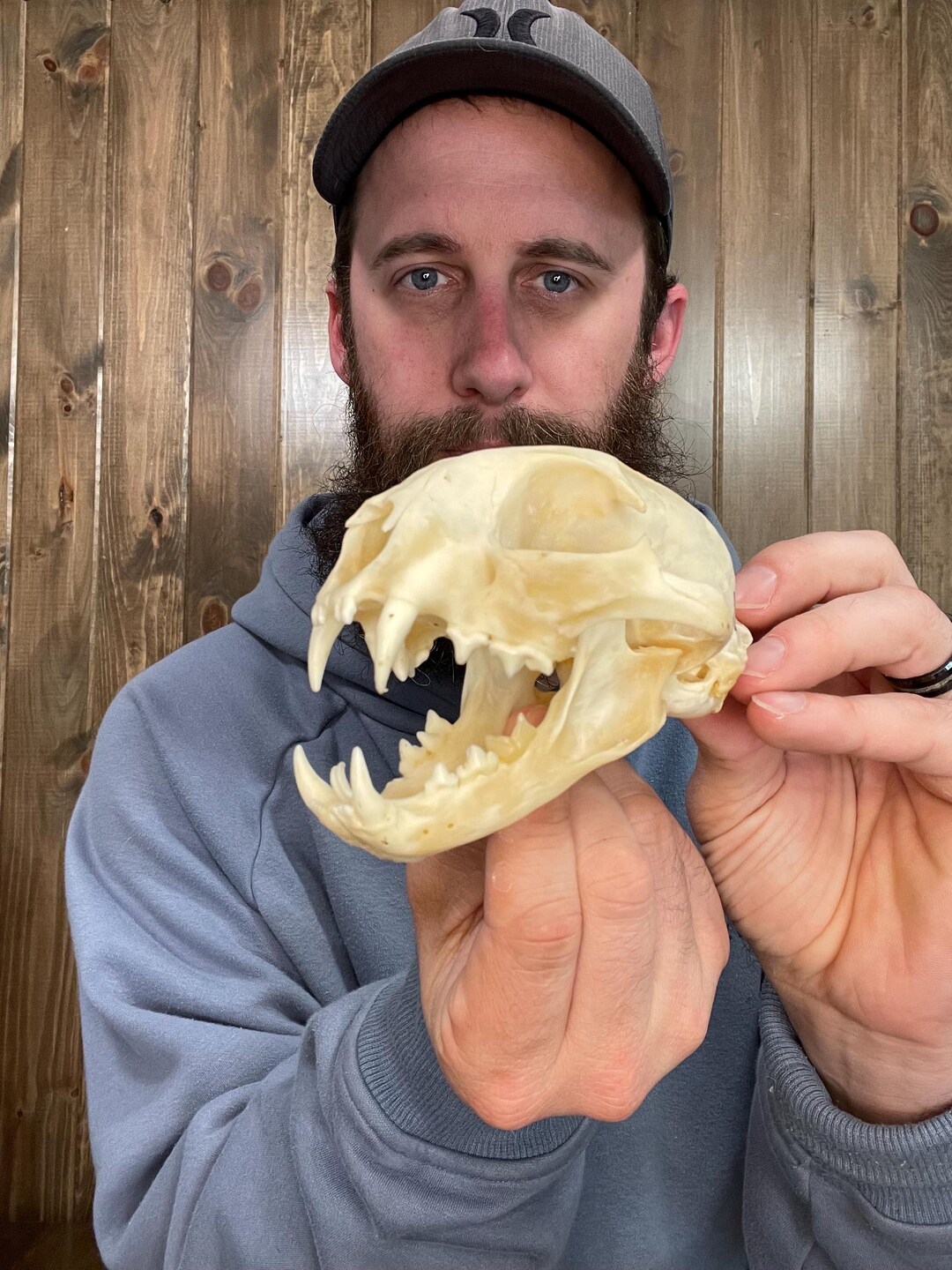 Real Bobcat Skull Mount Taxidermy Man Cave Cabin Decor Mammal Craft - Etsy