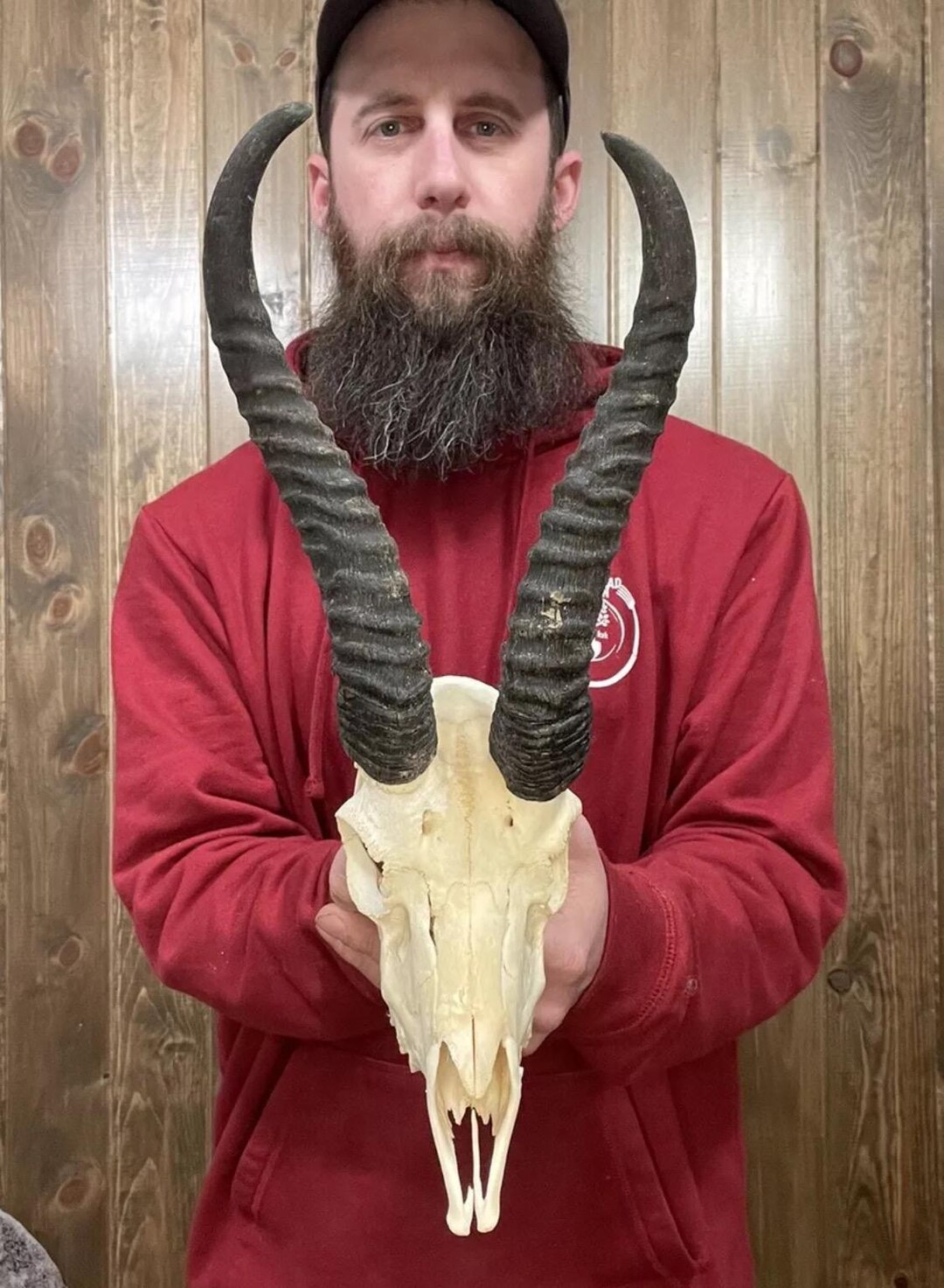 Real African Male Springbok Skull Horn Mount Taxidermy Man Cave Cabin ...