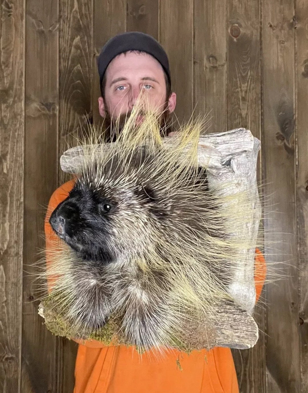 Beautiful Porcupine Shoulder den Mount Taxidermy Mammal Man Cave Cabin ...