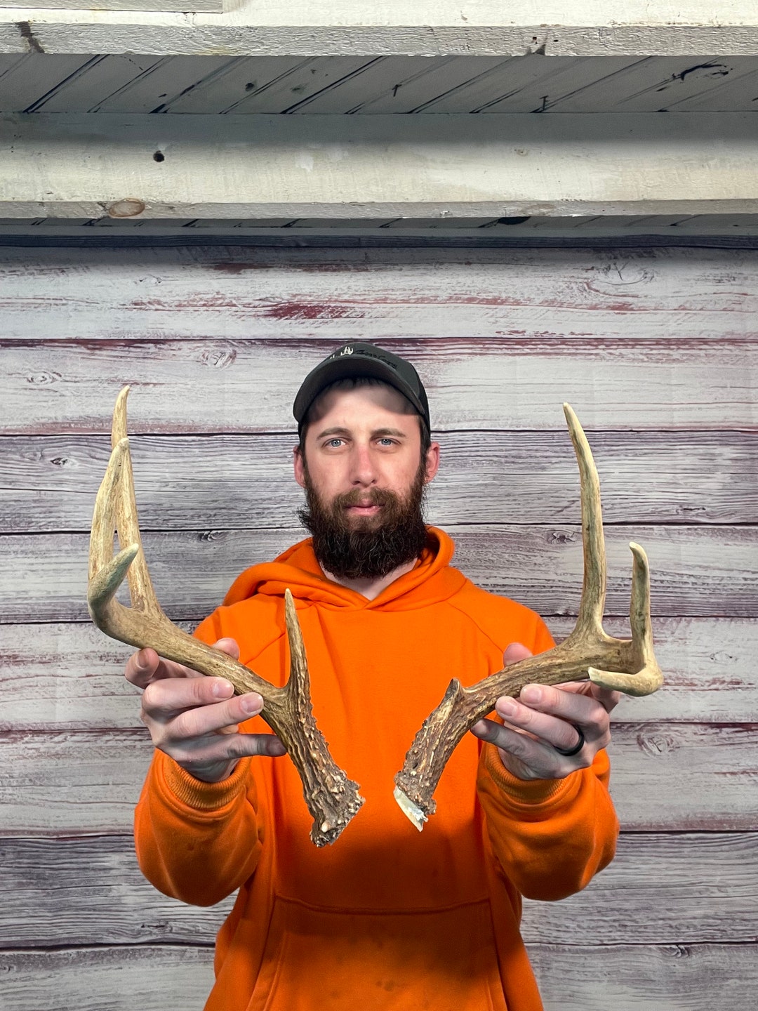 Dark Fat Mini 7pt Pair Whitetail Cut Antler Horn Deer Mount Taxidermy ...