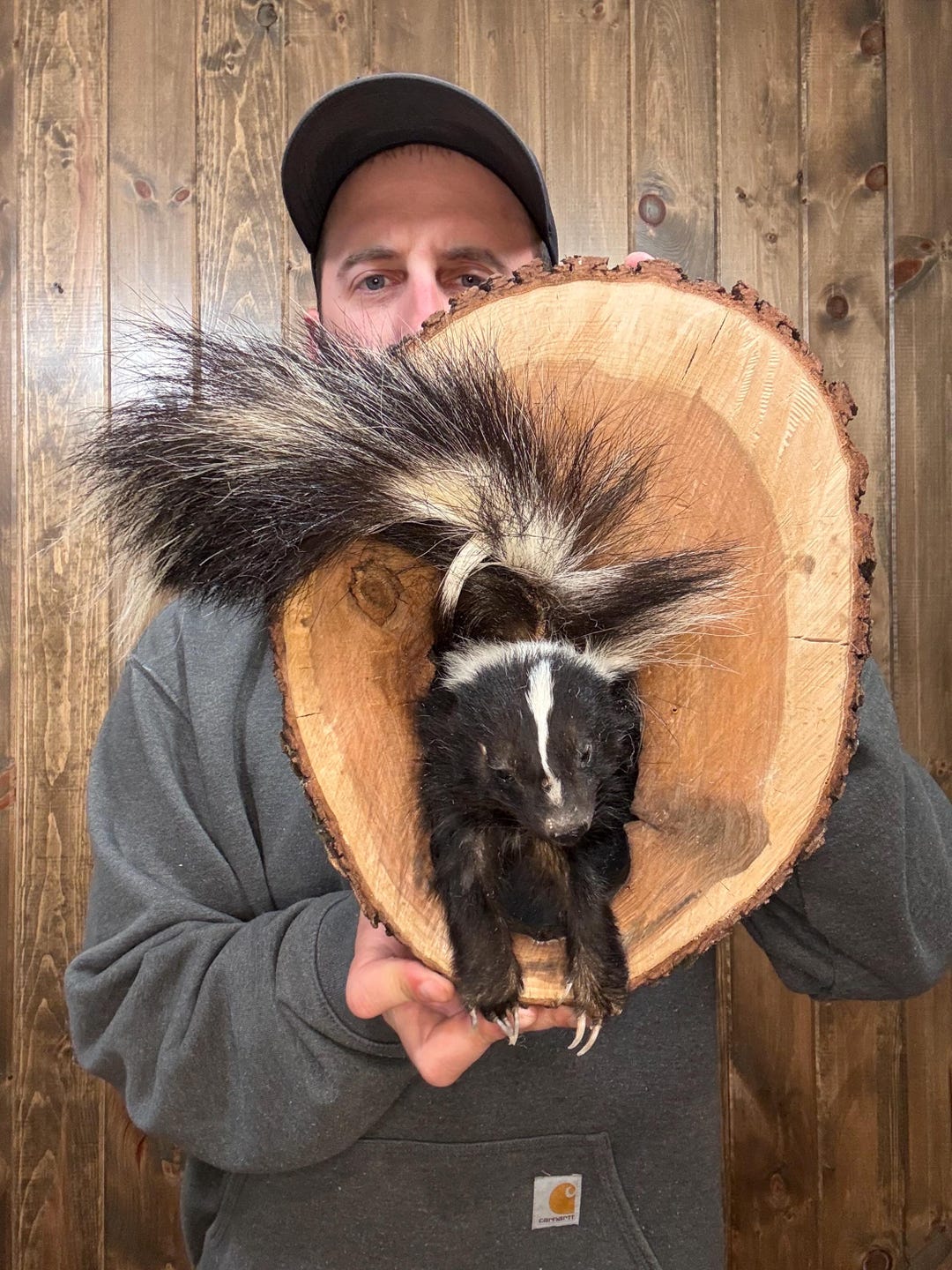 Decent Skunk Shoulder “den” Mount Taxidermy Mammal Man Cave Cabin Decor ...