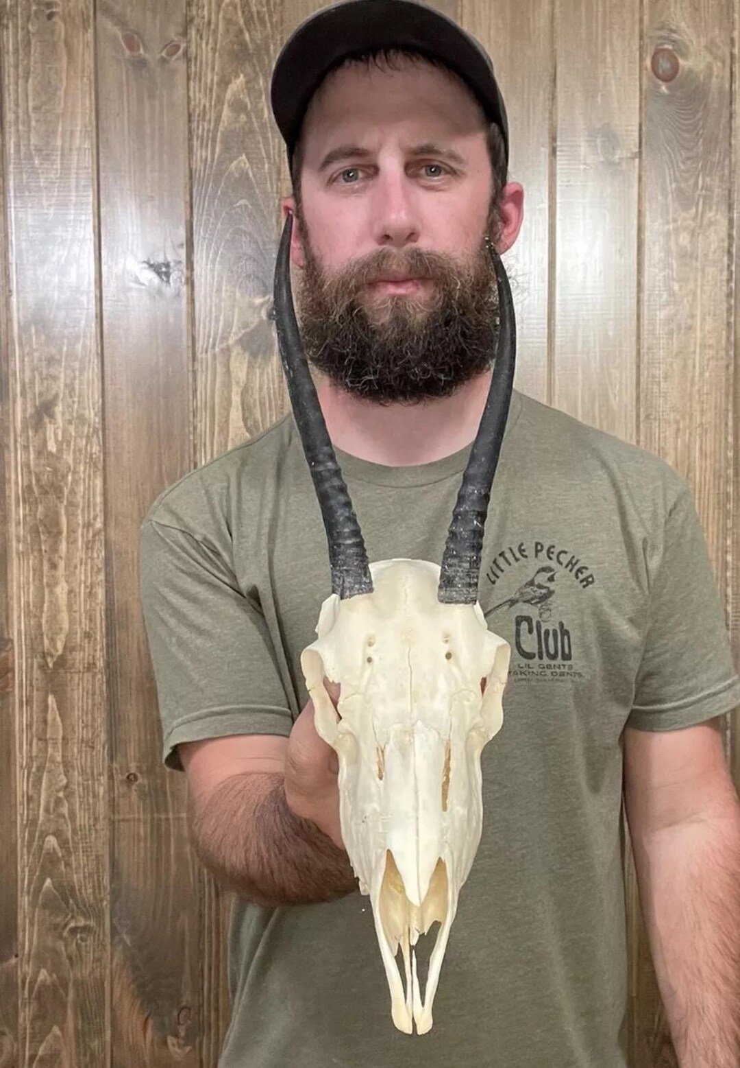 Real Female Springbok Skull Horn Mount Taxidermy Man Cave Cabin Decor ...