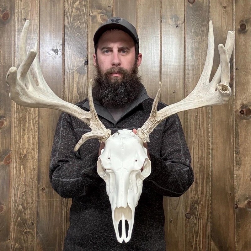 Fake Deer Skull - Etsy