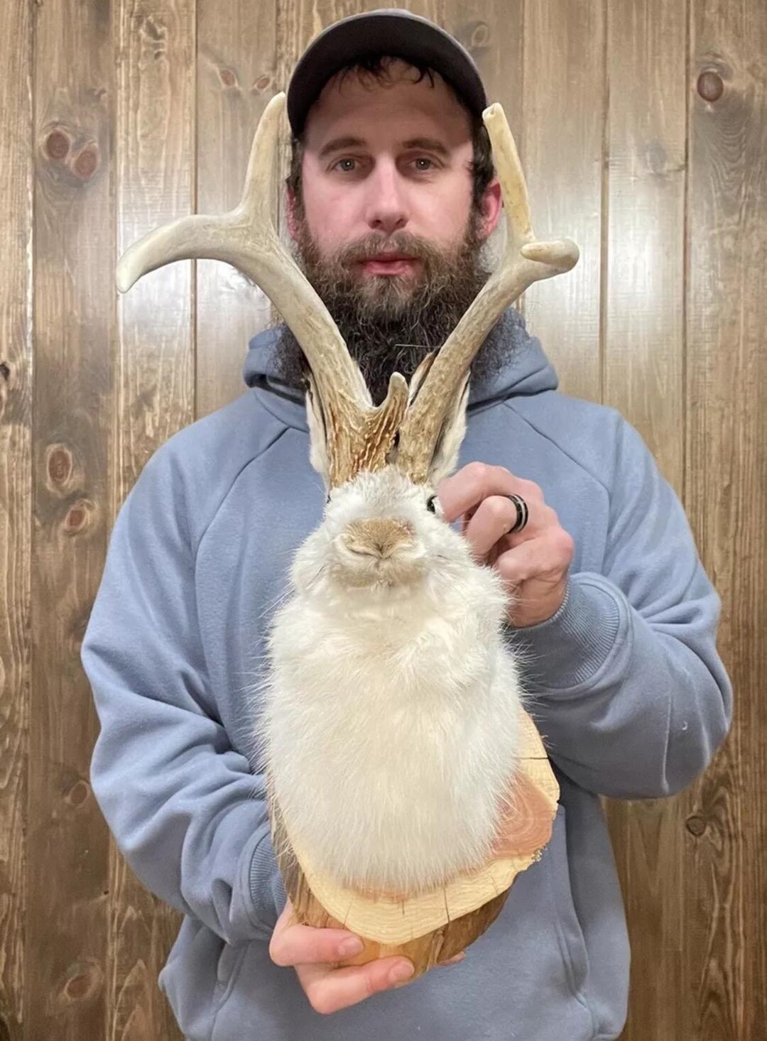 Beautiful Jackalope Shoulder Mount Antler Horn Taxidermy Mammal Man ...