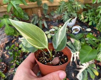 Philodendron Rio Plant - Etsy