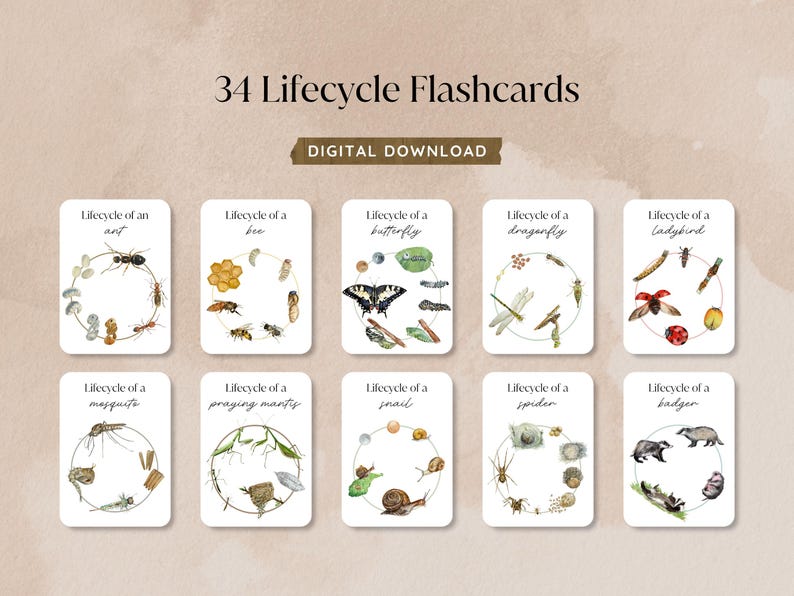 Lifecycle Flashcards: Montessori Homeschool Printable (digital Download ...
