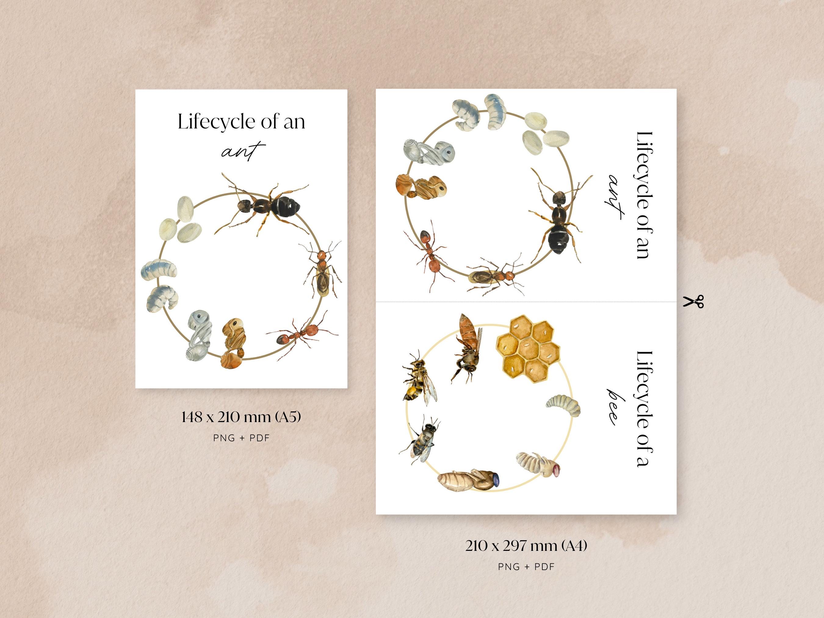 Lifecycle Flashcards: Montessori Homeschool Printable (digital Download ...