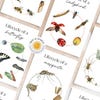 The Apple Life Cycle 3-part Cards, Charts & Blackline Masters ...