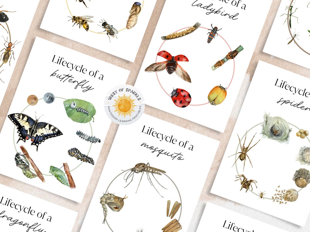 34 Mini LIFECYCLE FLASHCARDS, Set of 34 Printable Lifecycle Flashcards ...