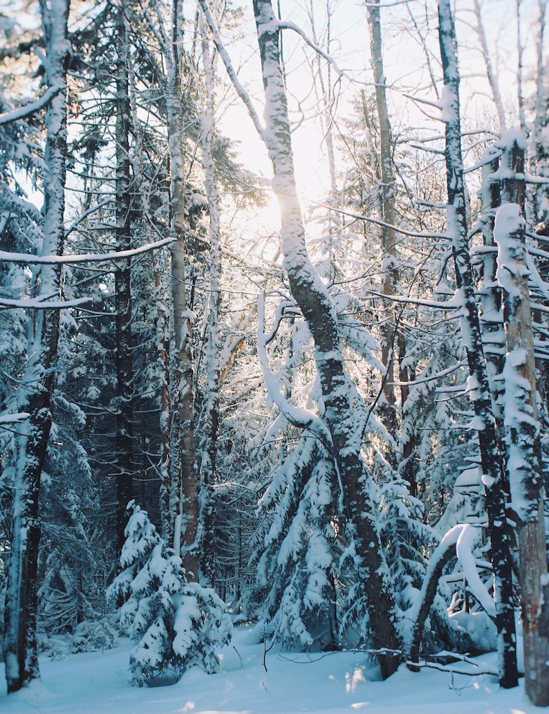 Snowy Forest Digital Downloads- Snowy Backdrops- Snowy Photography ...