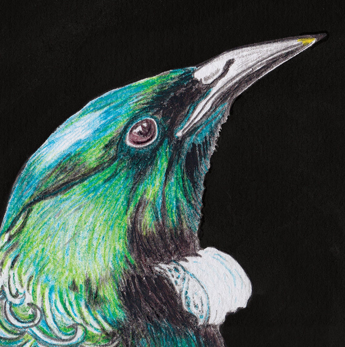 Tui Bird NZ Art 30cm x 30cm Watercolour Print. Tui Fine | Etsy