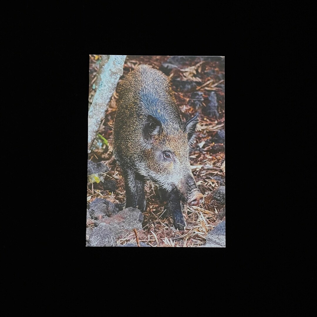 Wild Boar 5x7 Card Set - Etsy