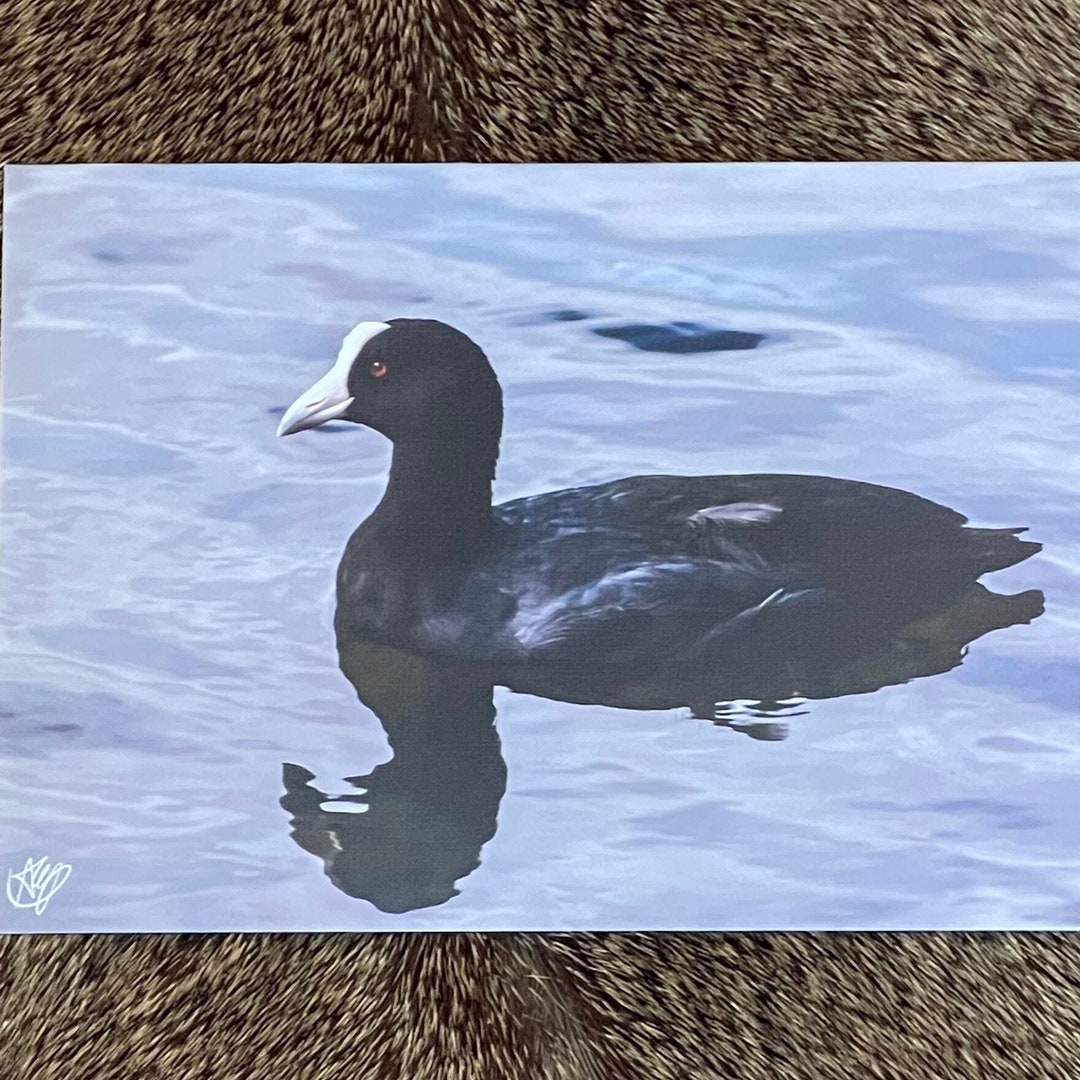 Hawaiian Coot 5x7 Card Set - Etsy