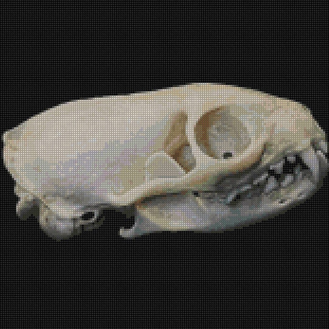 Mongoose Skull Cross Stitch Pattern - Etsy