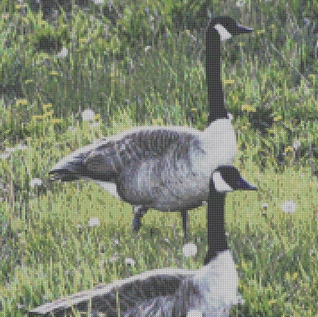 Canada Goose Cross Stitch Pattern - Etsy