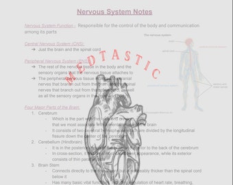 Nervous System Notes - Etsy