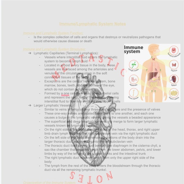 Lymphatic System - Etsy