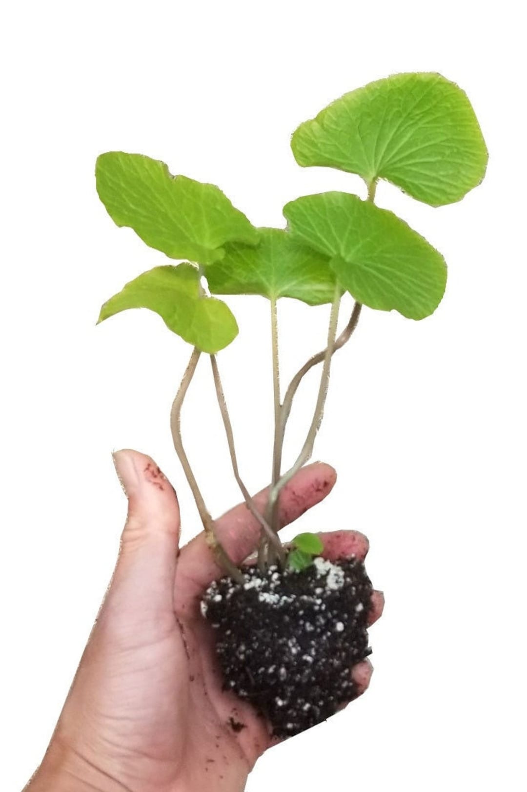 Three Wasabi Plants - Etsy