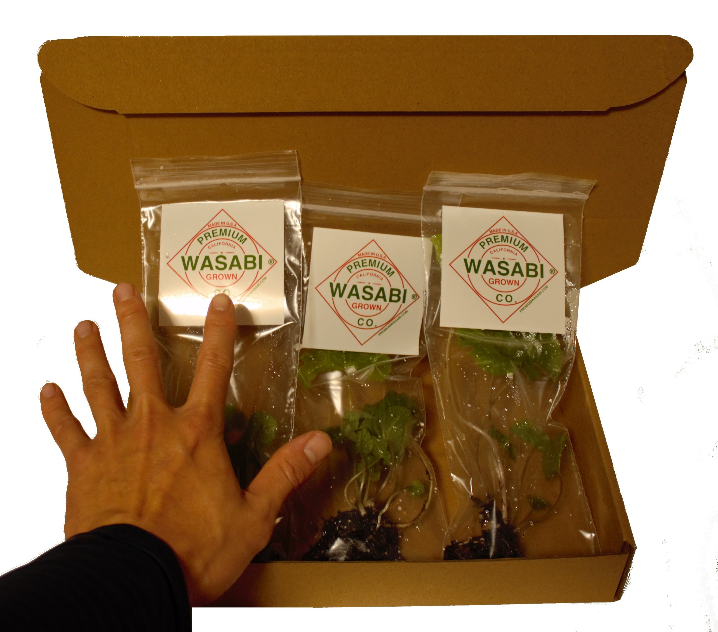 Three Wasabi Plants - Etsy