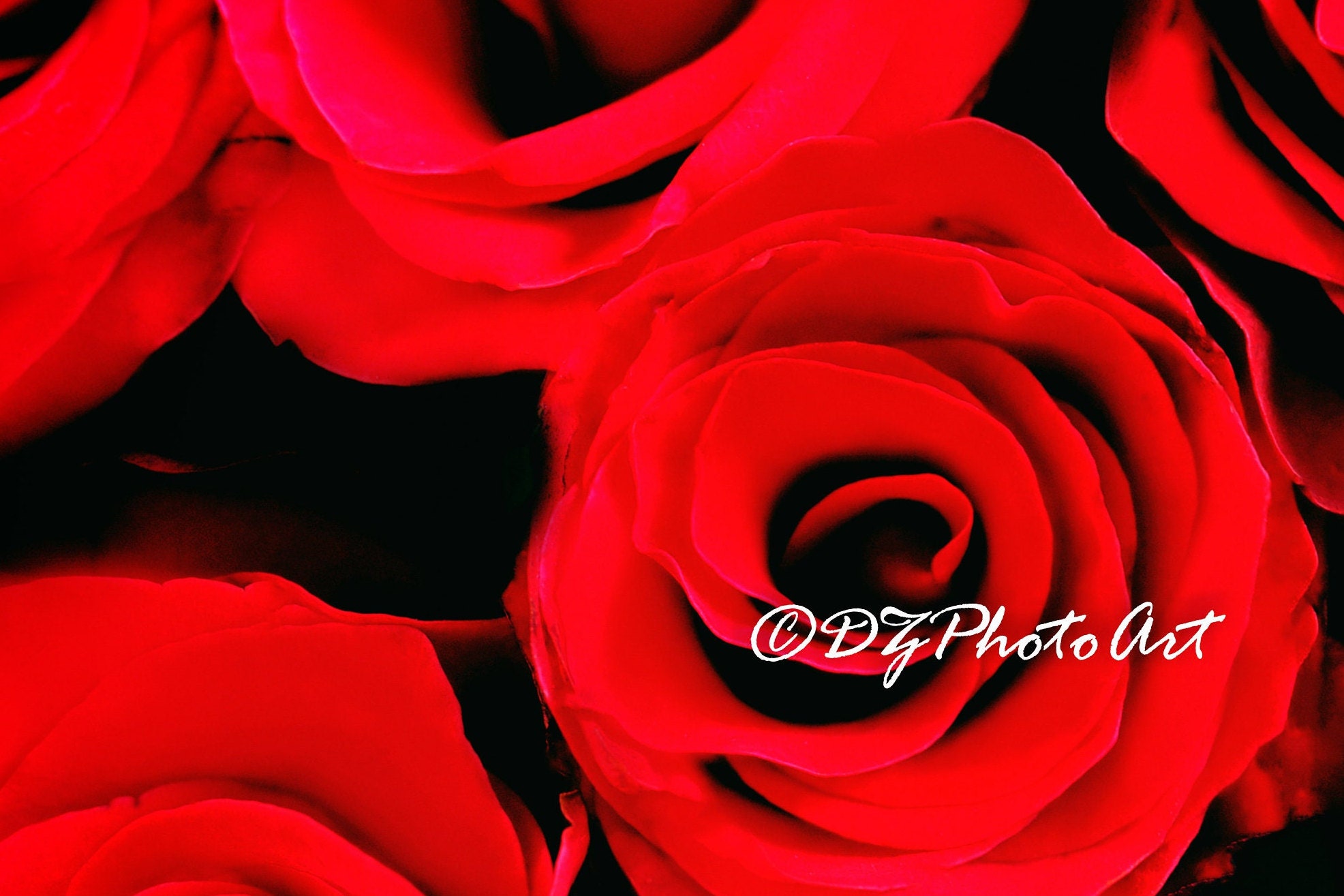 Red Roses Printable, Digital Download, Instant Download, Roses Photo ...