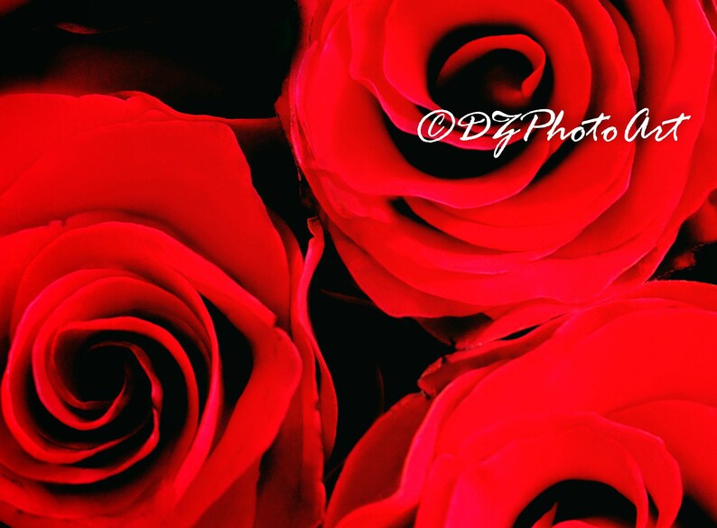 Red Roses Printable, Digital Download, Instant Download, Roses Photo ...