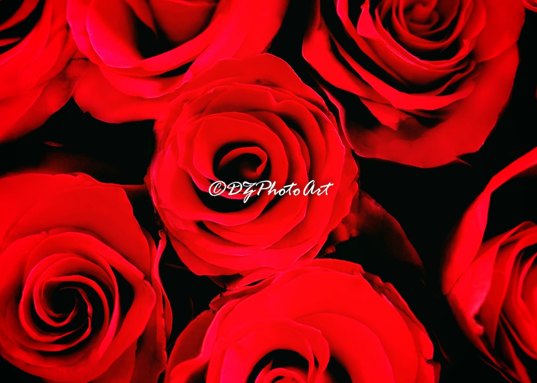 Red Roses Printable, Digital Download, Instant Download, Roses Photo ...