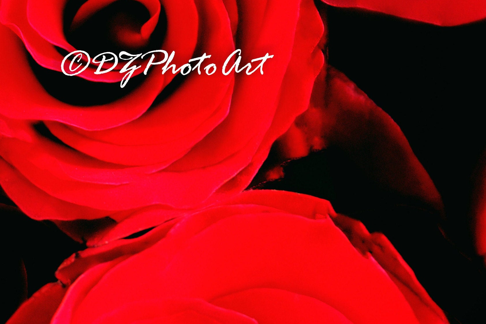 Red Roses Printable, Digital Download, Instant Download, Roses Photo ...