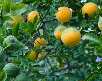 Hardy Fruit Trees - Etsy