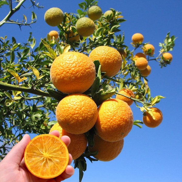 Orange Mandarin Plants - Etsy