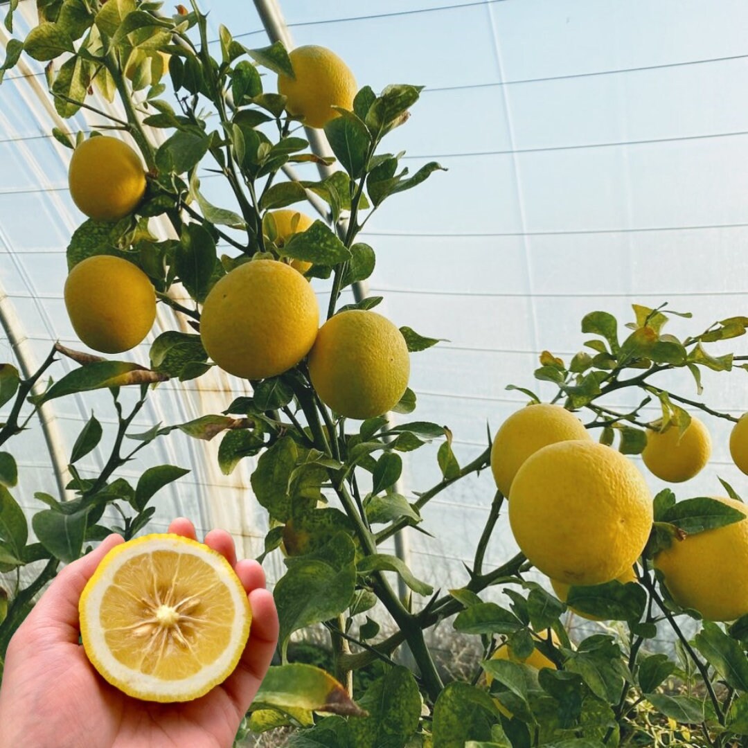 2 Cold Hardy Grapefruit Plants, Citrumelo, 6-12 Inches, Bare Root Read ...